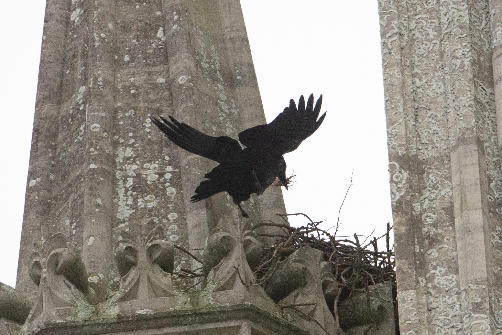 Ravens building their nest......!! - Chichester Peregrine ...