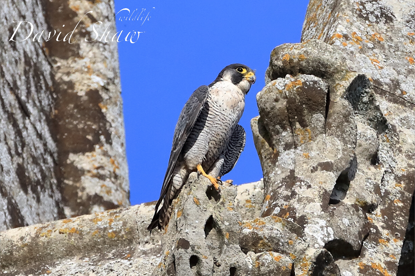 Looking Fine……!! - Chichester Peregrine BlogChichester Peregrine Blog