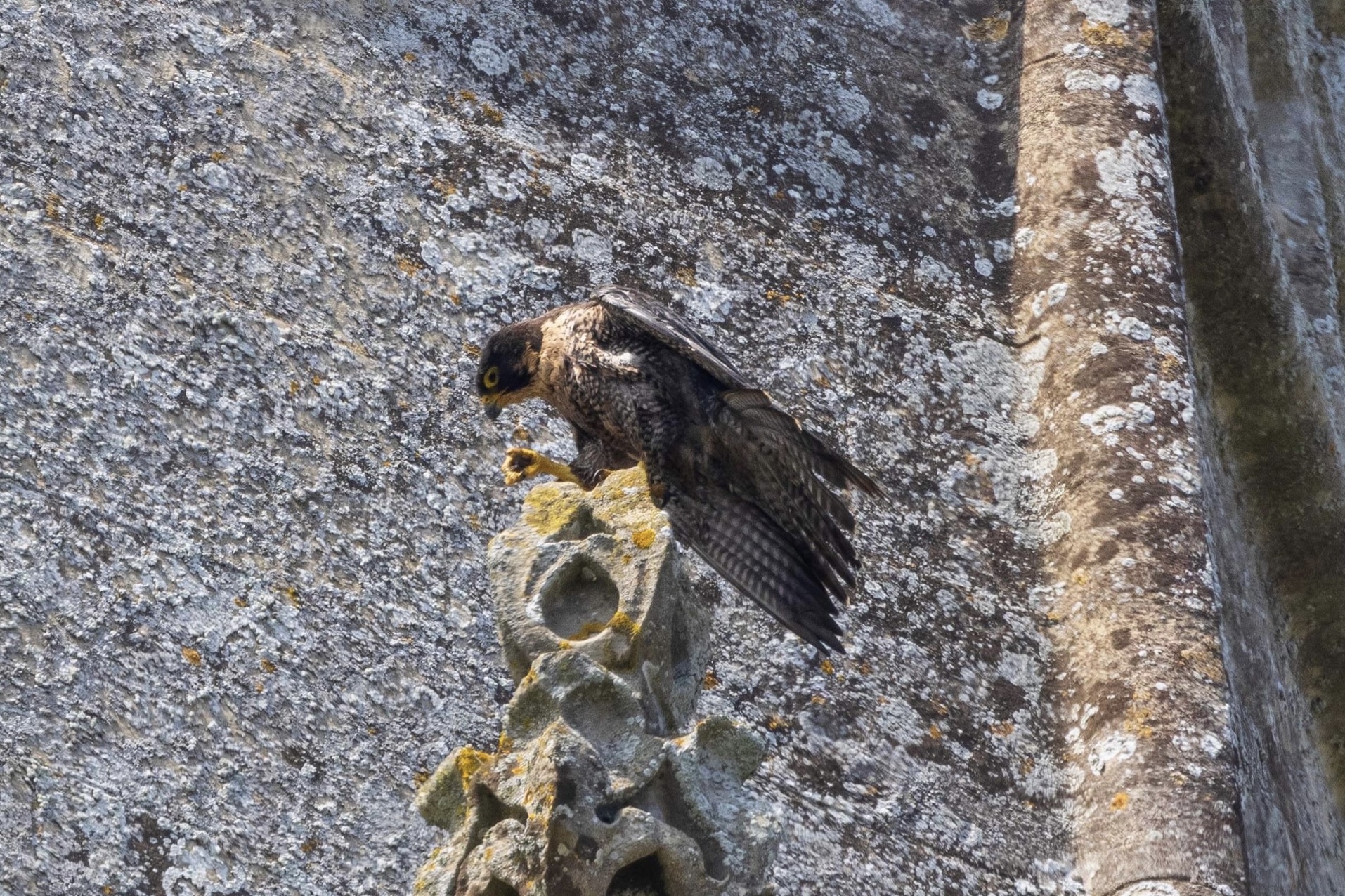 Bath Time…..?? - Chichester Peregrine BlogChichester Peregrine Blog