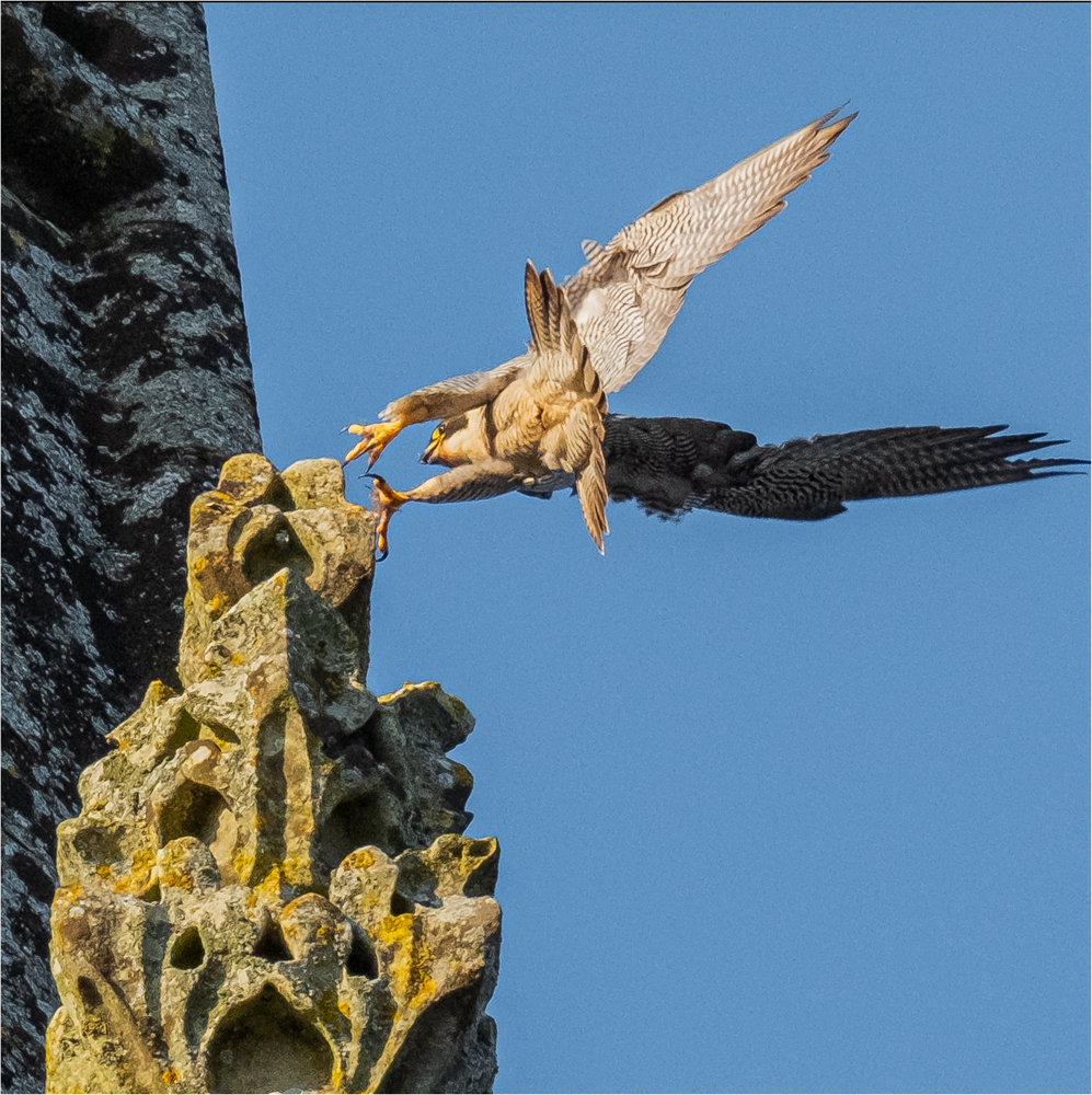 Last Night….!!! - Chichester Peregrine BlogChichester Peregrine Blog