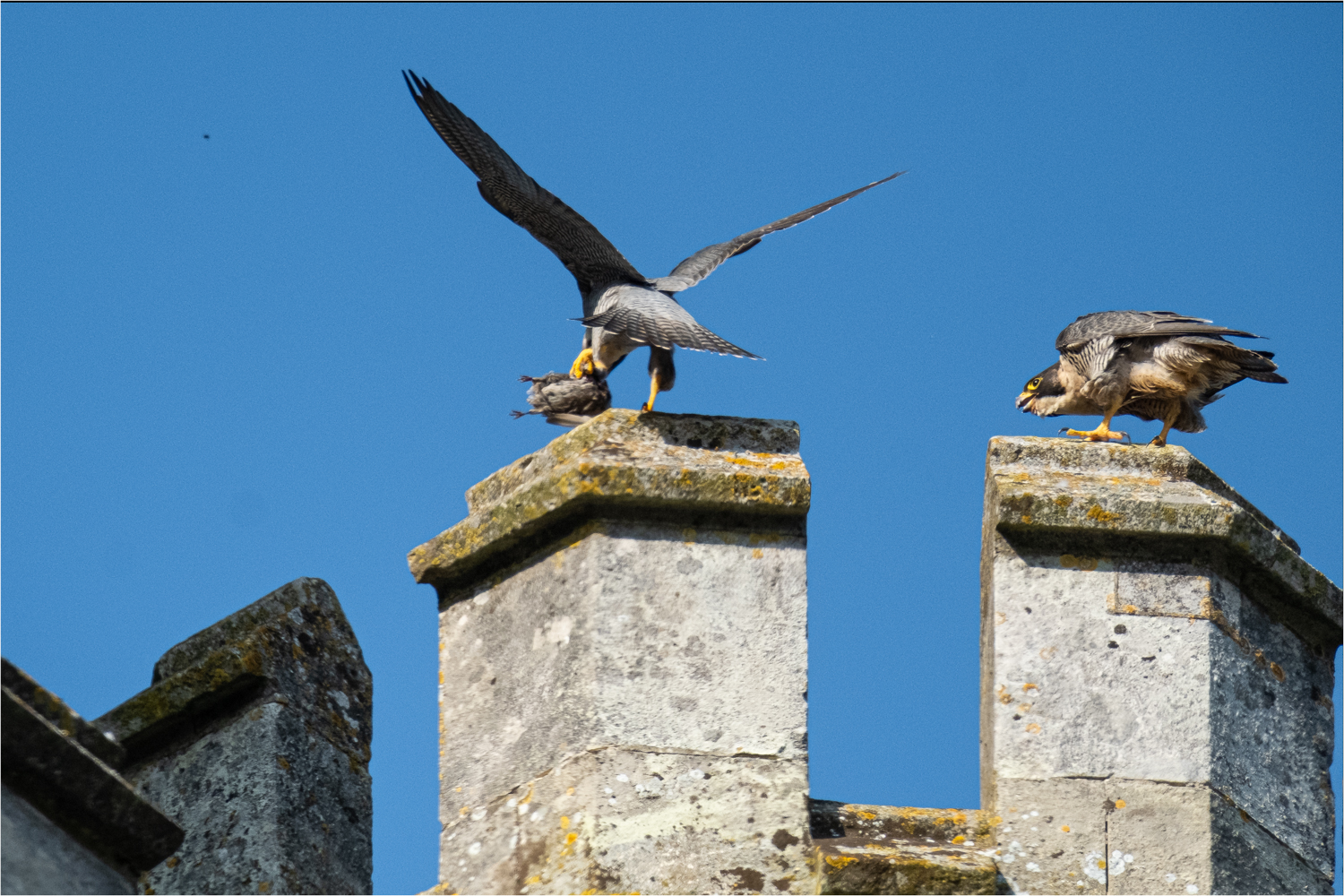 Last Night….!!! - Chichester Peregrine BlogChichester Peregrine Blog
