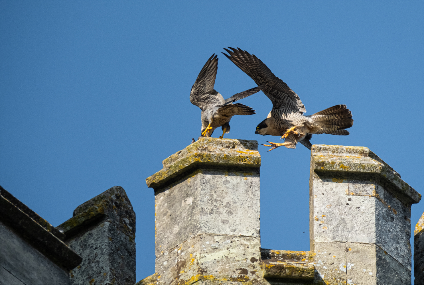 Last Night….!!! - Chichester Peregrine BlogChichester Peregrine Blog