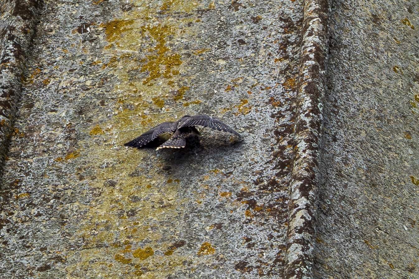 The Saga Continues…..!! - Chichester Peregrine BlogChichester Peregrine ...